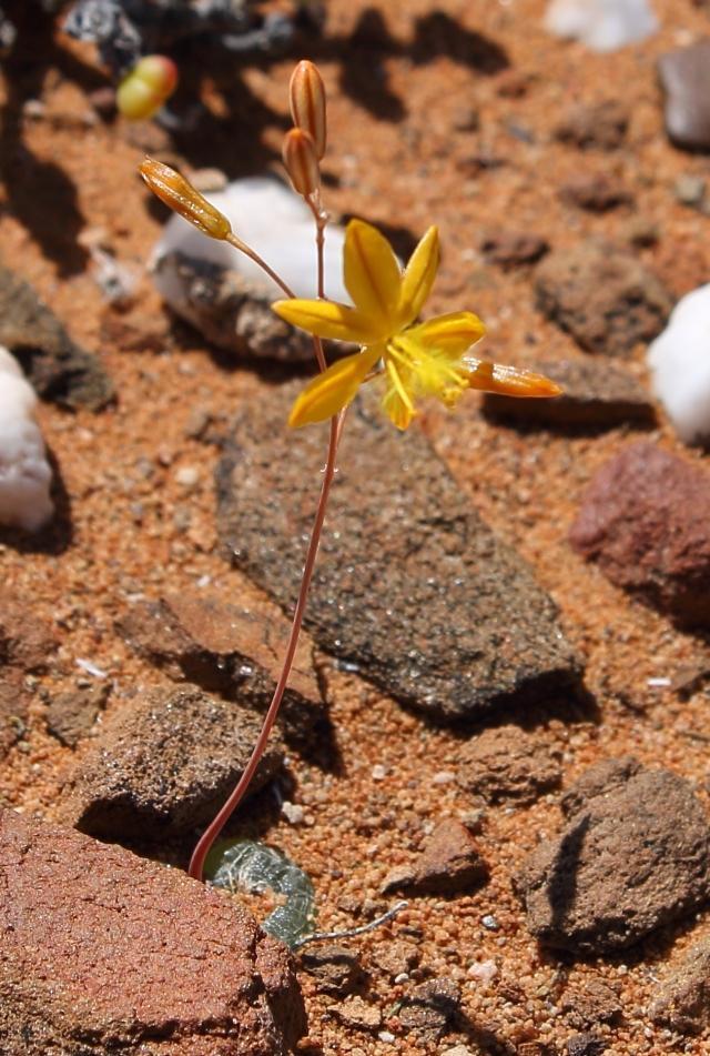 Vygie Kopieva (Bulbine mesembryanthoides mesembryanthoides) - Botanical ...
