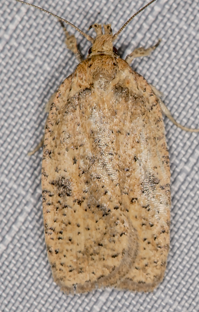Thelma's Agonopterix Moth from Canaan Valley Resort Tucker County, WV ...