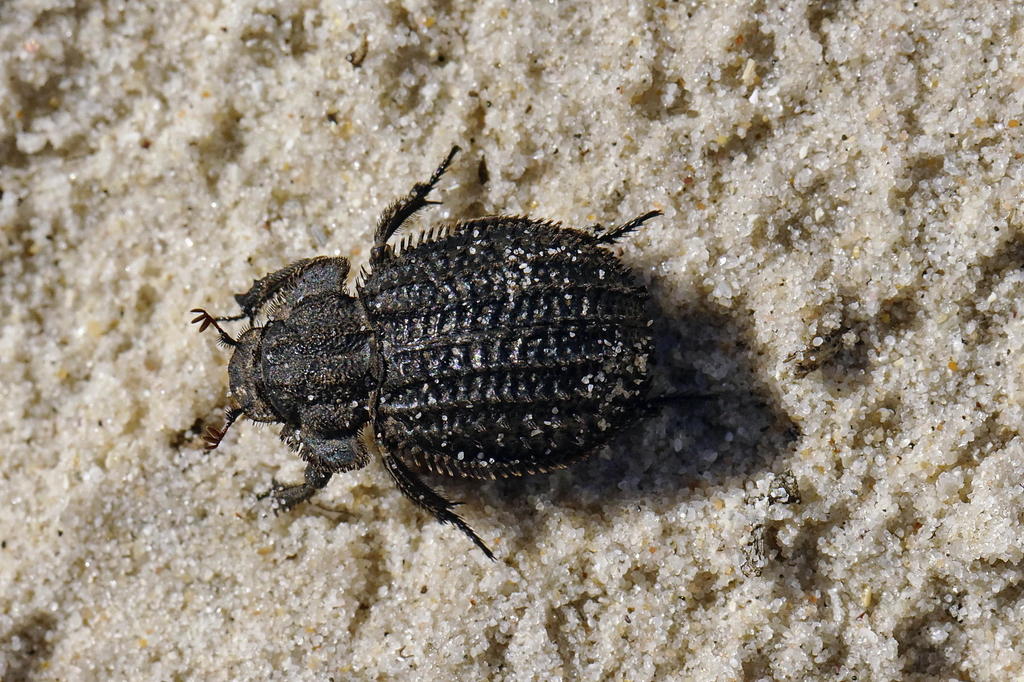 Hideous Keratin Beetle from Dunes North of Sunset Beach on June 27 ...