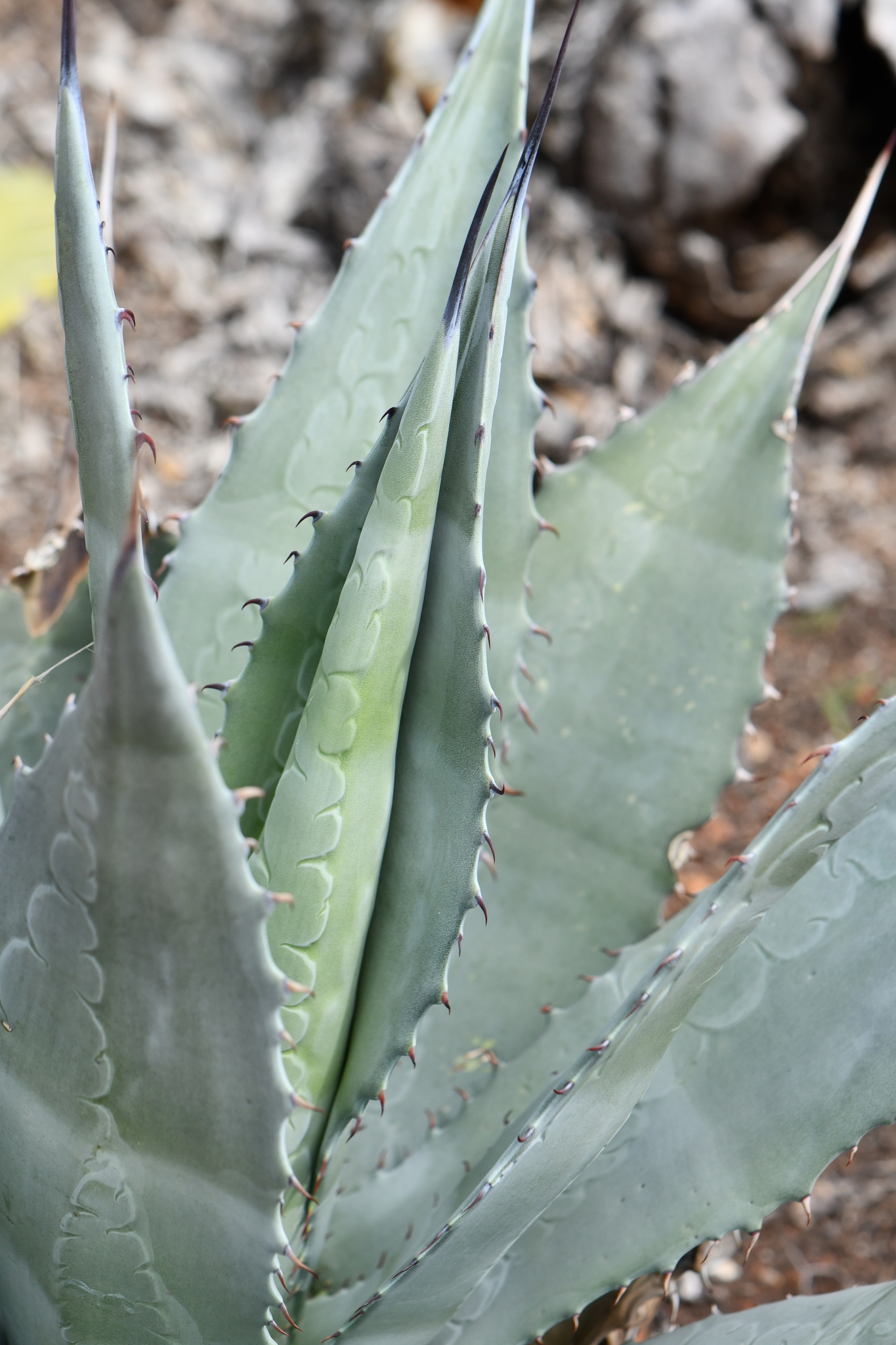 Agave phillipsiana W.C.Hodgs.