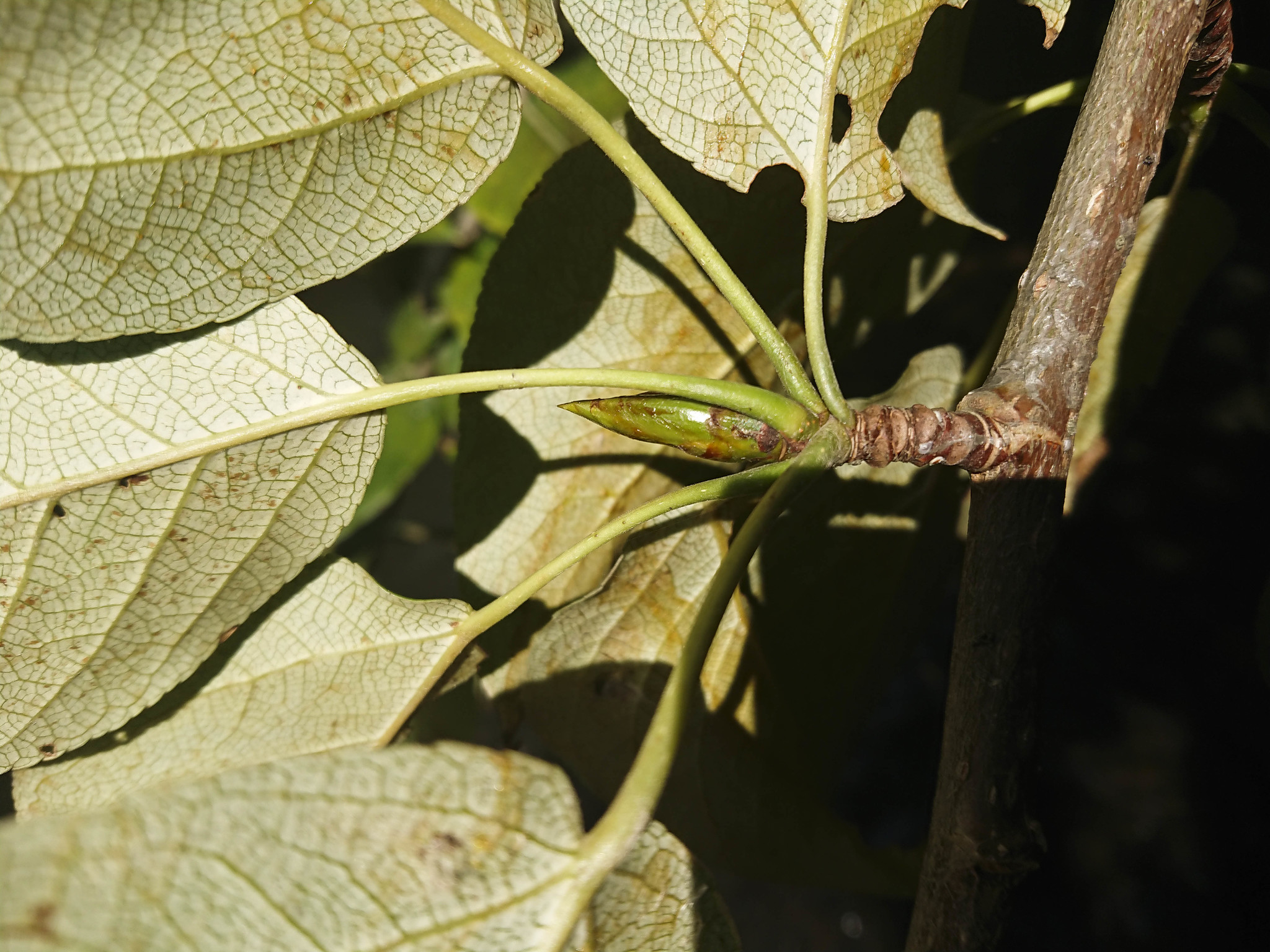 Populus ×jackii Sarg.