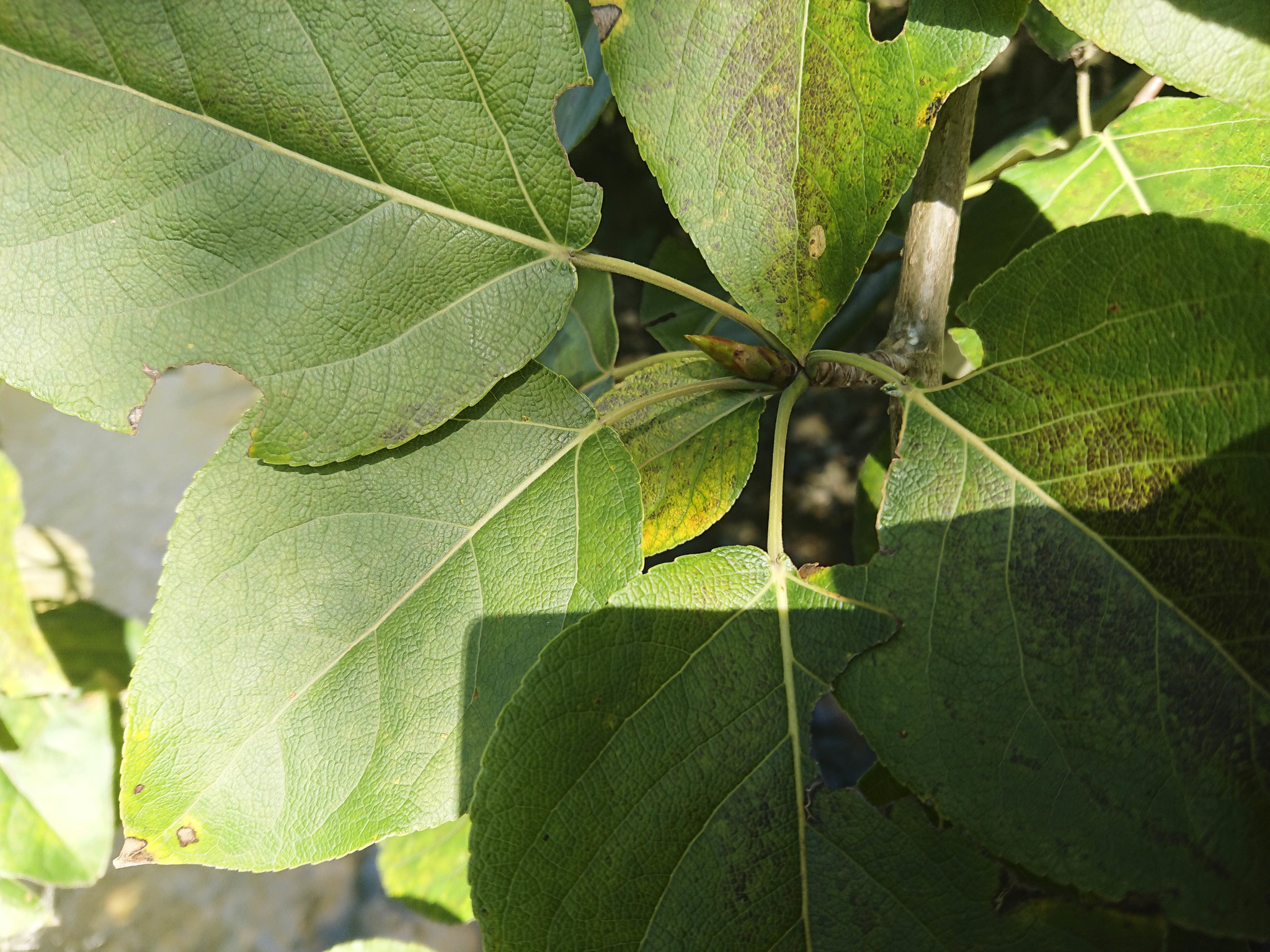 Populus ×jackii Sarg.