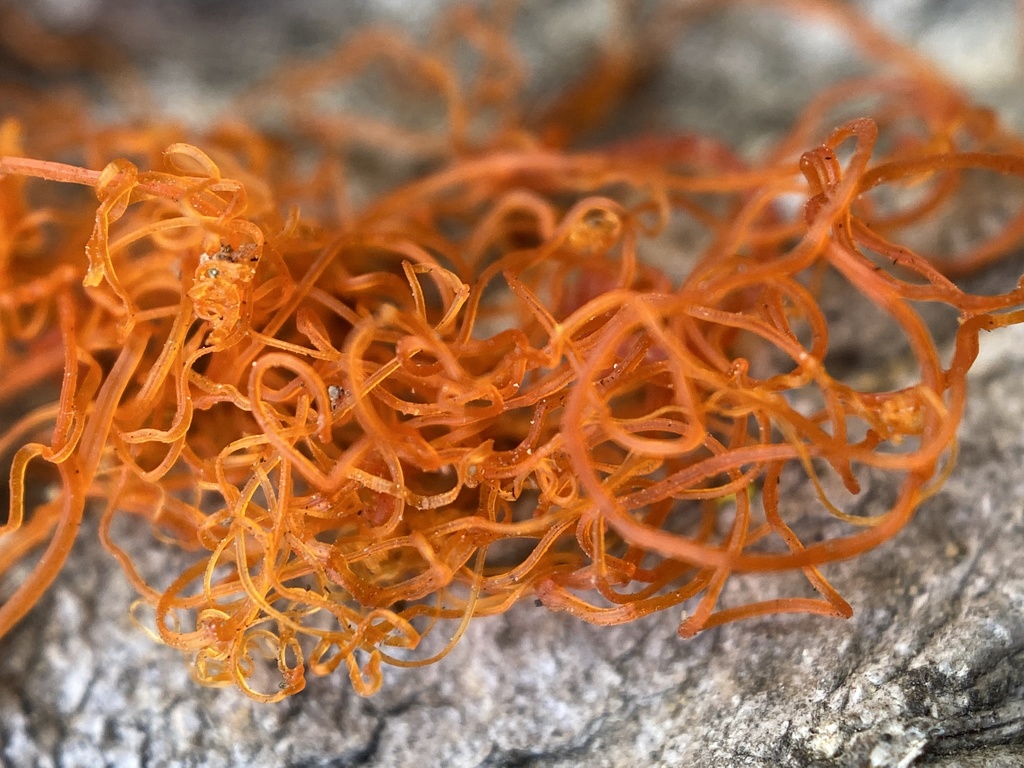 Cytospora chrysosperma from Edenvale, San Jose, CA, USA on August 22 ...