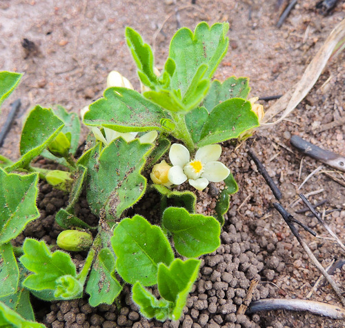Turraea pulchella · iNaturalist