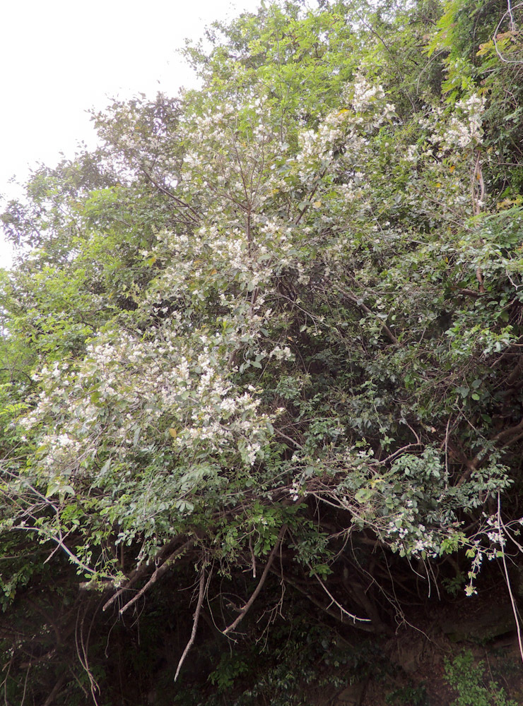 Forest Camwood (Baphia racemosa) - Botanical Realm
