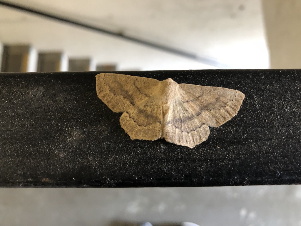 Omnivorous Looper from Humboldt State University, Arcata, CA, US on ...