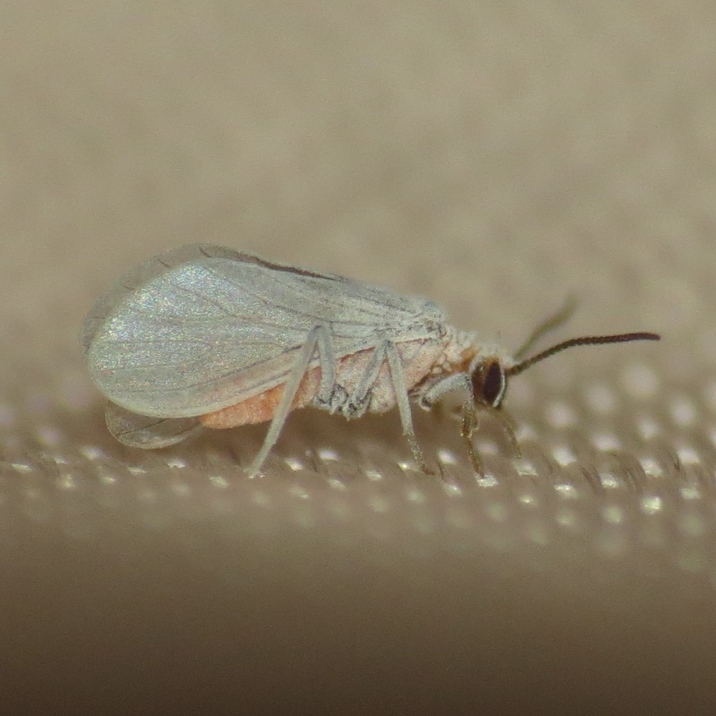 Coniopteryx from Catalina Foothills, AZ, USA on May 21, 2021 at 10:08 ...