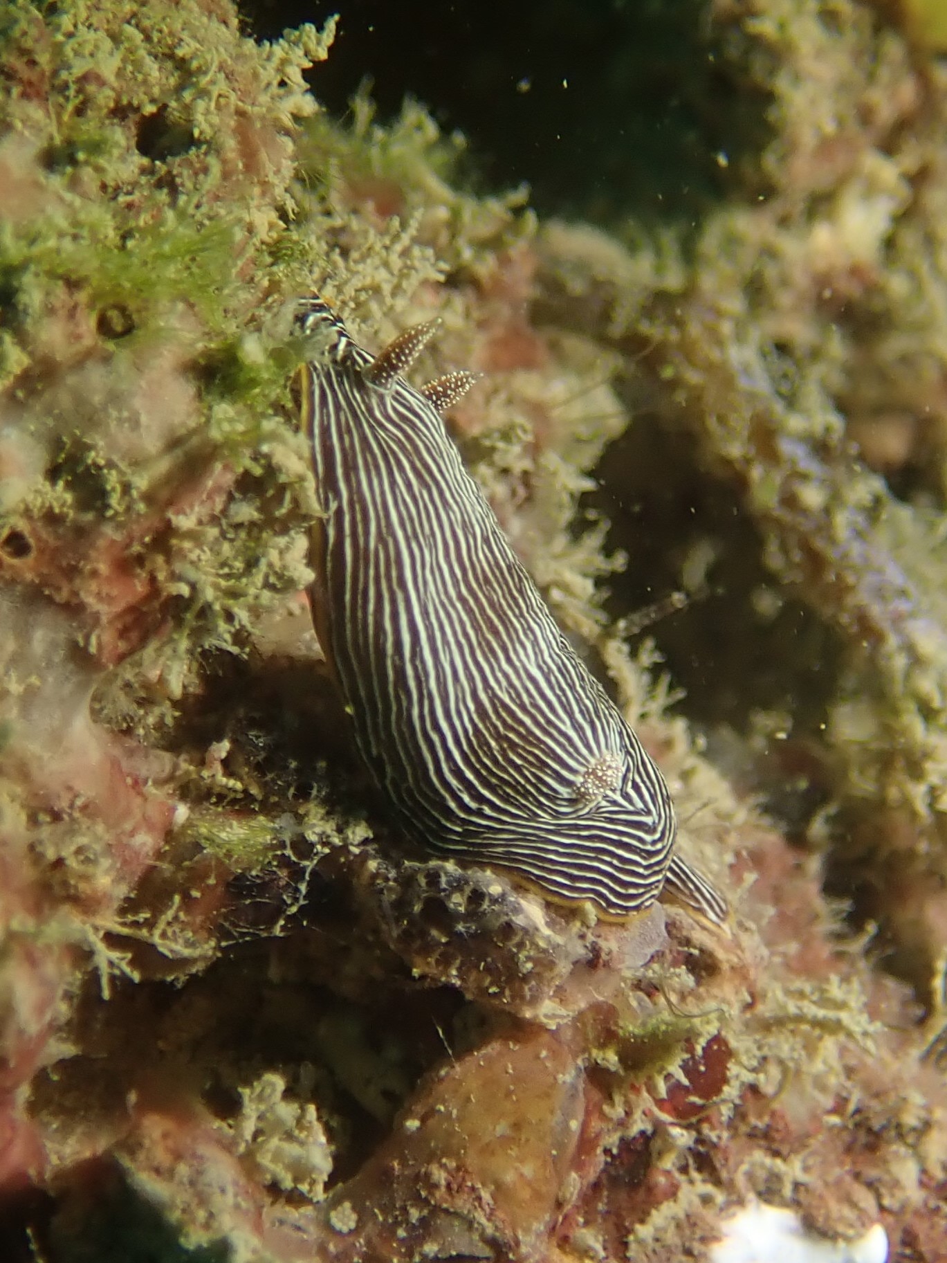 Chromodoris lineolata (van Hasselt, 1824)