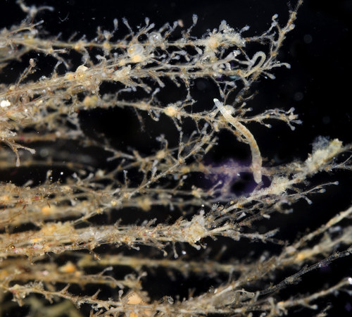 Halecium undulatum · iNaturalist