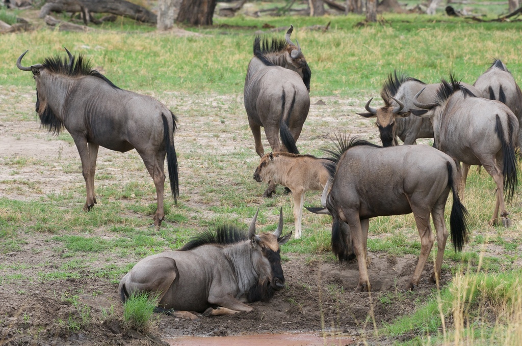Blue Wildebeest (Connochaetes taurinus taurinus) - Know Your Mammals