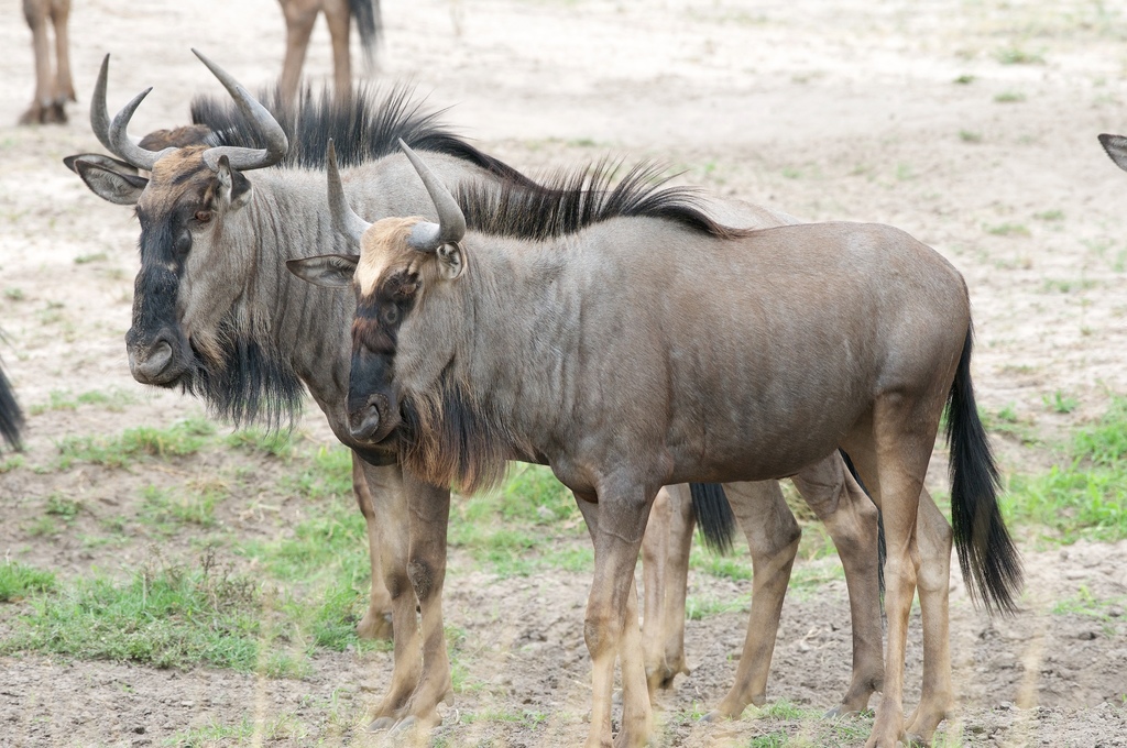 Blue Wildebeest (Connochaetes taurinus taurinus) - Know Your Mammals