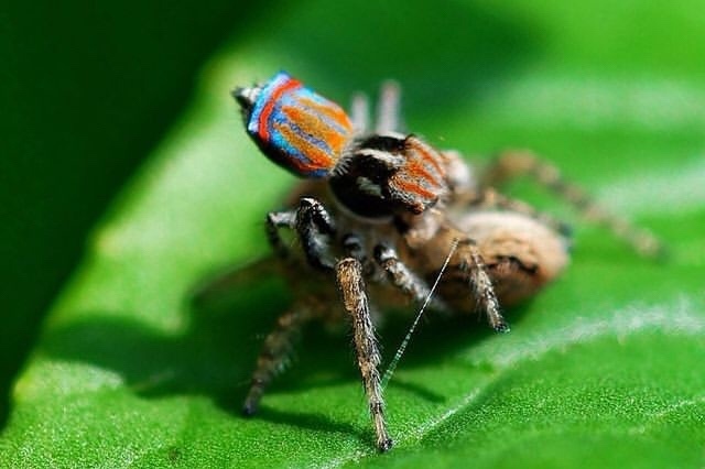 Flying Peacock Spider from Titus Drive, St Andrews Beach, VIC, AU on ...