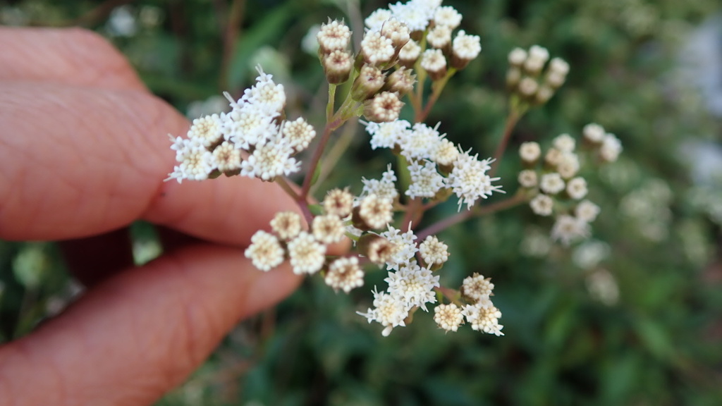 mist flower from Old Place, Knysna, 6571, South Africa on August 24 ...