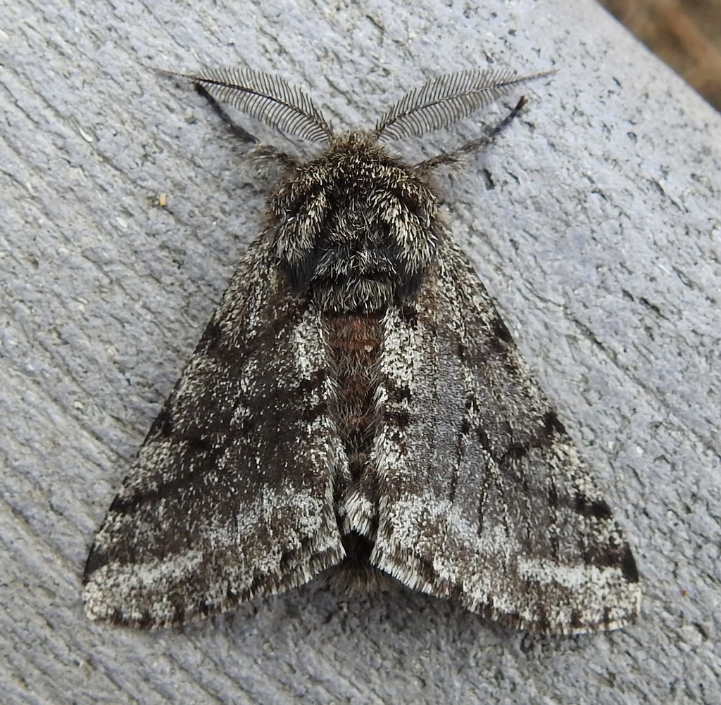 Stout Spanworm Moth (Susquehanna County PA in April) · iNaturalist