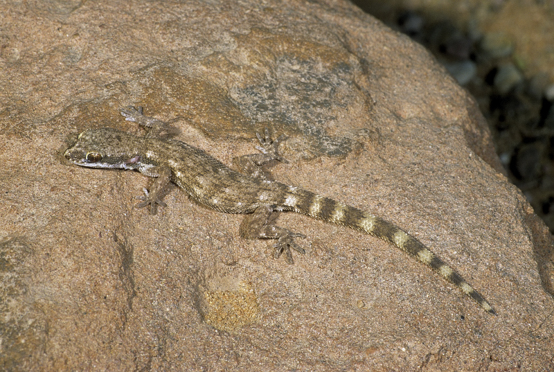 Afro-Asian Desert Dwarf Geckos (Herpetofauna of Saudi Arabia) · iNaturalist