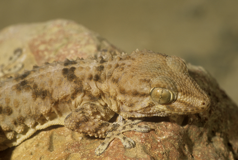Tarentola mauritanica mauritanica (Madeira Reptilien und Amphibien ...