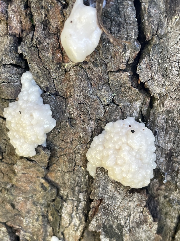 true slime molds from Coulson Reserve, Clifton Hill, VIC, AU on August ...