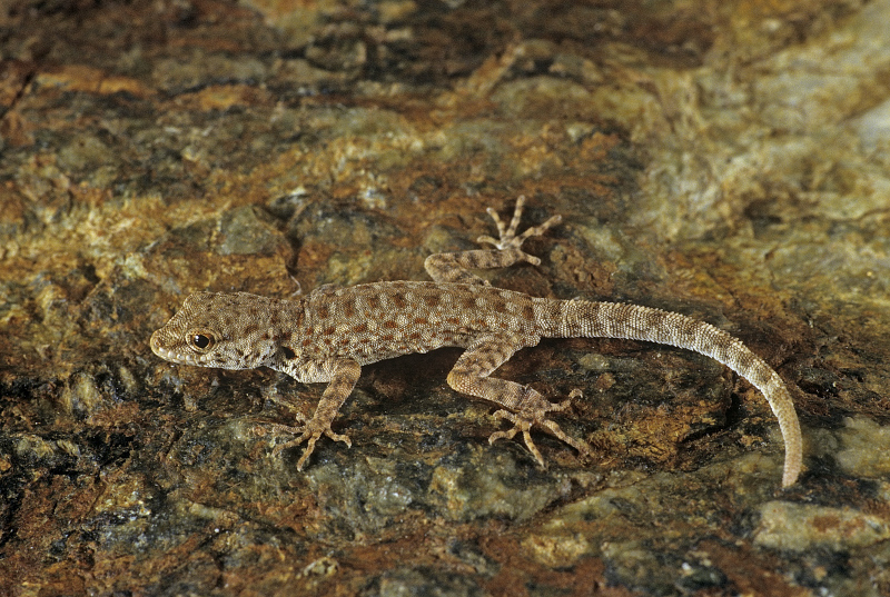 Pristurus rupestris guweirensis in May 1994 by Roberto Sindaco ...
