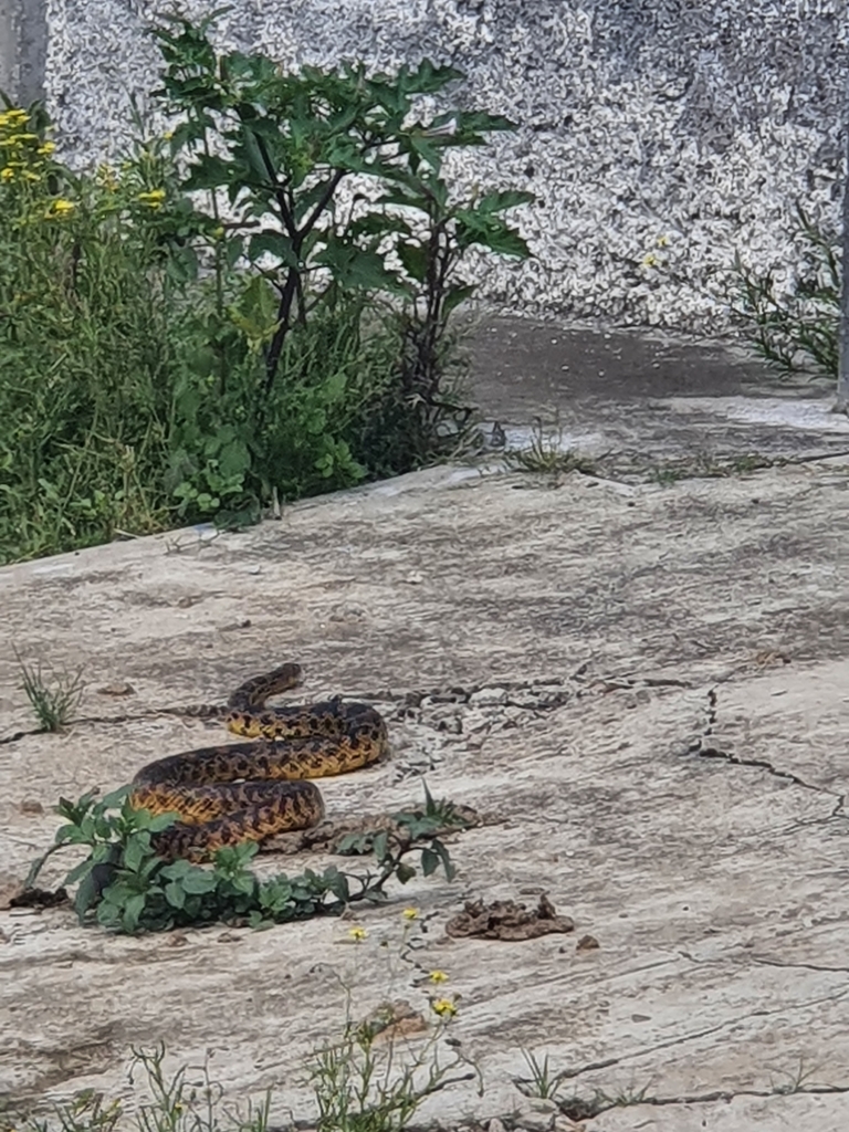 Mexican Bull Snake from Valle de Chalco Solidaridad, Méx., México on ...