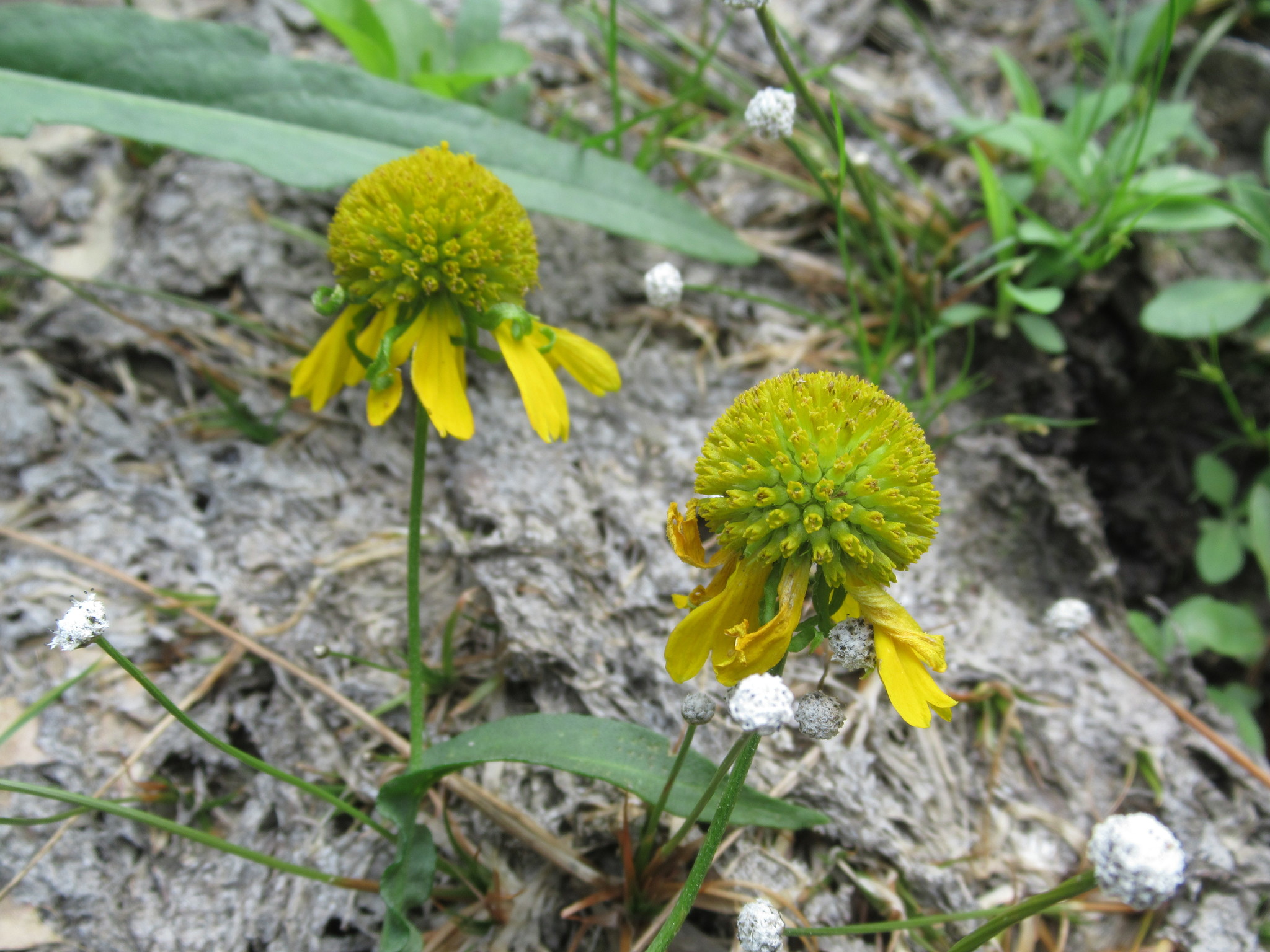 Helenium virginicum S.F.Blake