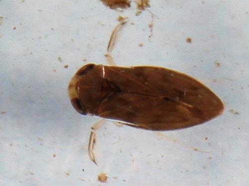 Barqueritos pigmeos (Familia Micronectidae) · iNaturalist Ecuador