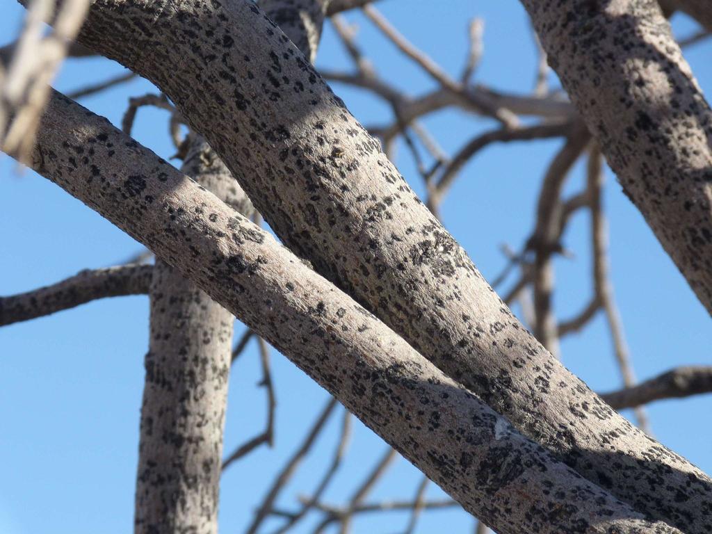 Namib Corkwood from M36, Erongo on September 20, 2013 by Alex Dreyer ...