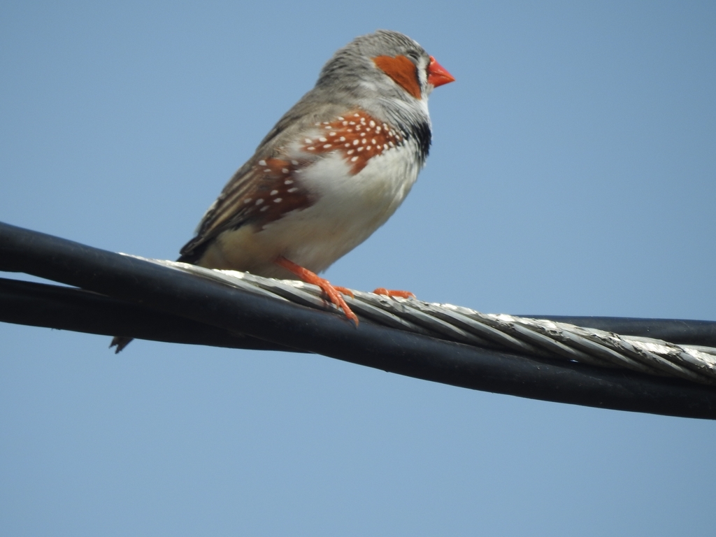 Zebra Finch from Lincoln, Vancouver, WA, USA on August 25, 2021 at 02: ...