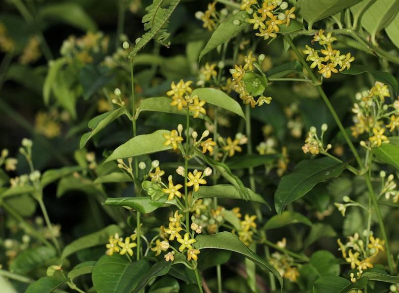(Secamone parvifolia) - Botanical Realm
