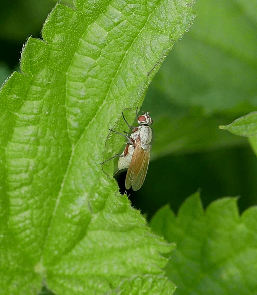 Wheat Bulb Fly from Puławy, Polska on August 25, 2021 at 12:54 PM by ...
