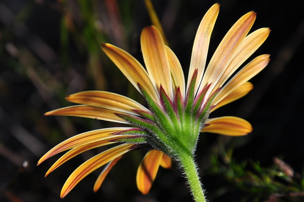 African oxeye (Dimorphotheca nudicaulis) - Botanical Realm