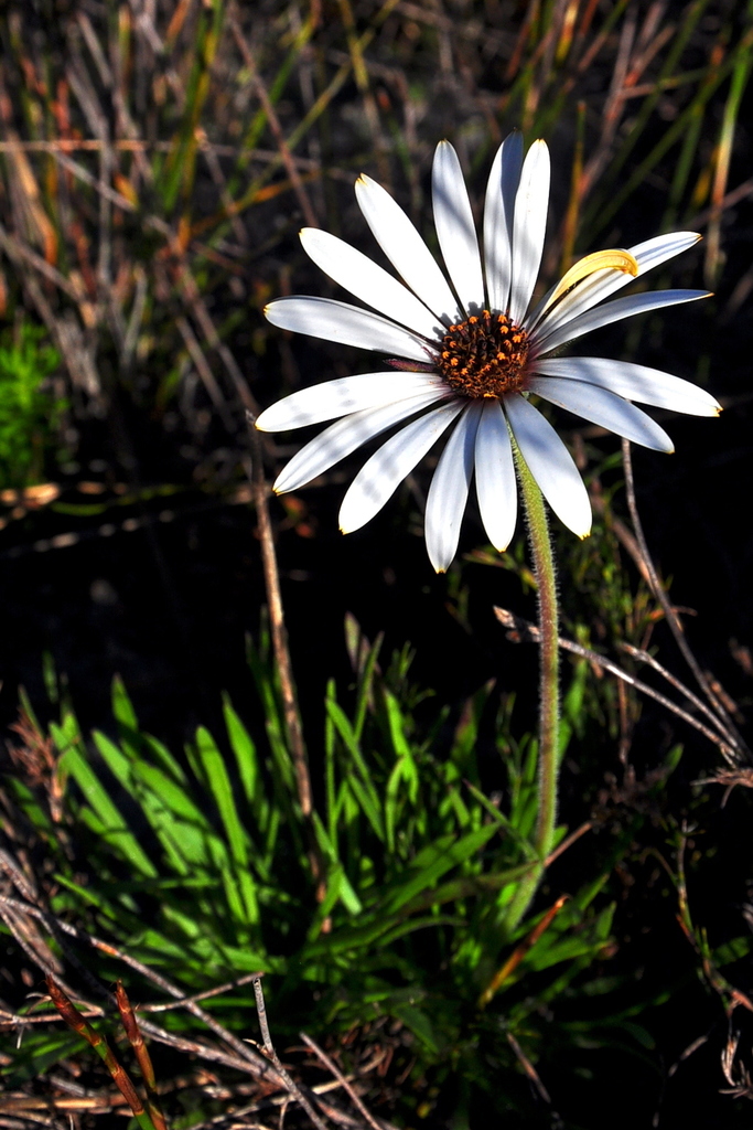 African oxeye (Dimorphotheca nudicaulis) - Botanical Realm