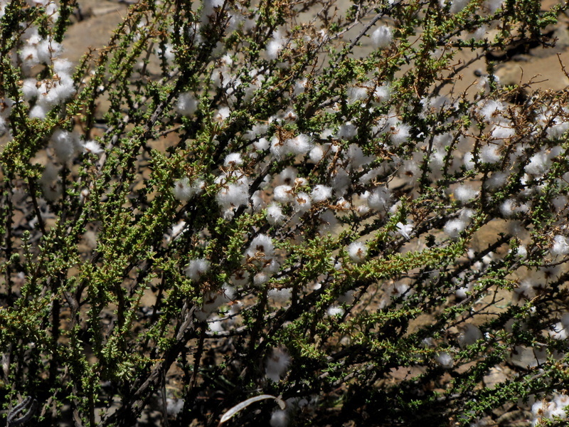 Eriocephalus ericoides ericoides from Minwater farm on October 20, 2011 ...