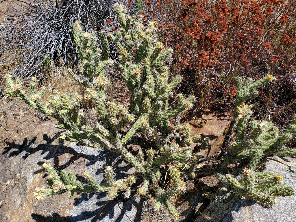 California Cholla from San Diego County, CA, USA on August 19, 2021 at ...