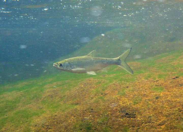 Sharpbelly (Hemiculter leucisculus) - Marine Life Identification