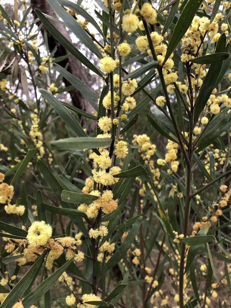 Hop wattle (Acacia stricta) - Botanical Realm