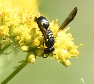 Bramble Mason Wasp from Tucker County, WV, USA on August 25, 2021 at 12 ...