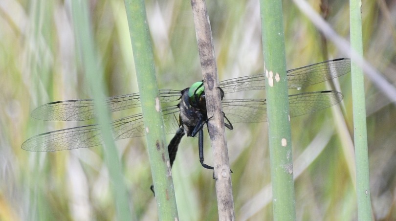 Clamp-tipped Emerald from Tucker County, WV, USA on August 25, 2021 at ...