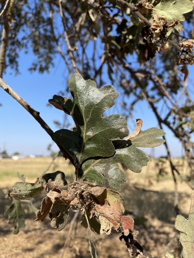 valley oak from E Stockton Blvd, Galt, CA, US on August 25, 2021 at 04: ...
