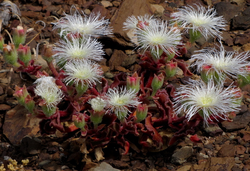 Crystalline ice plant from Minwater farm on October 21, 2011 by Gawie ...