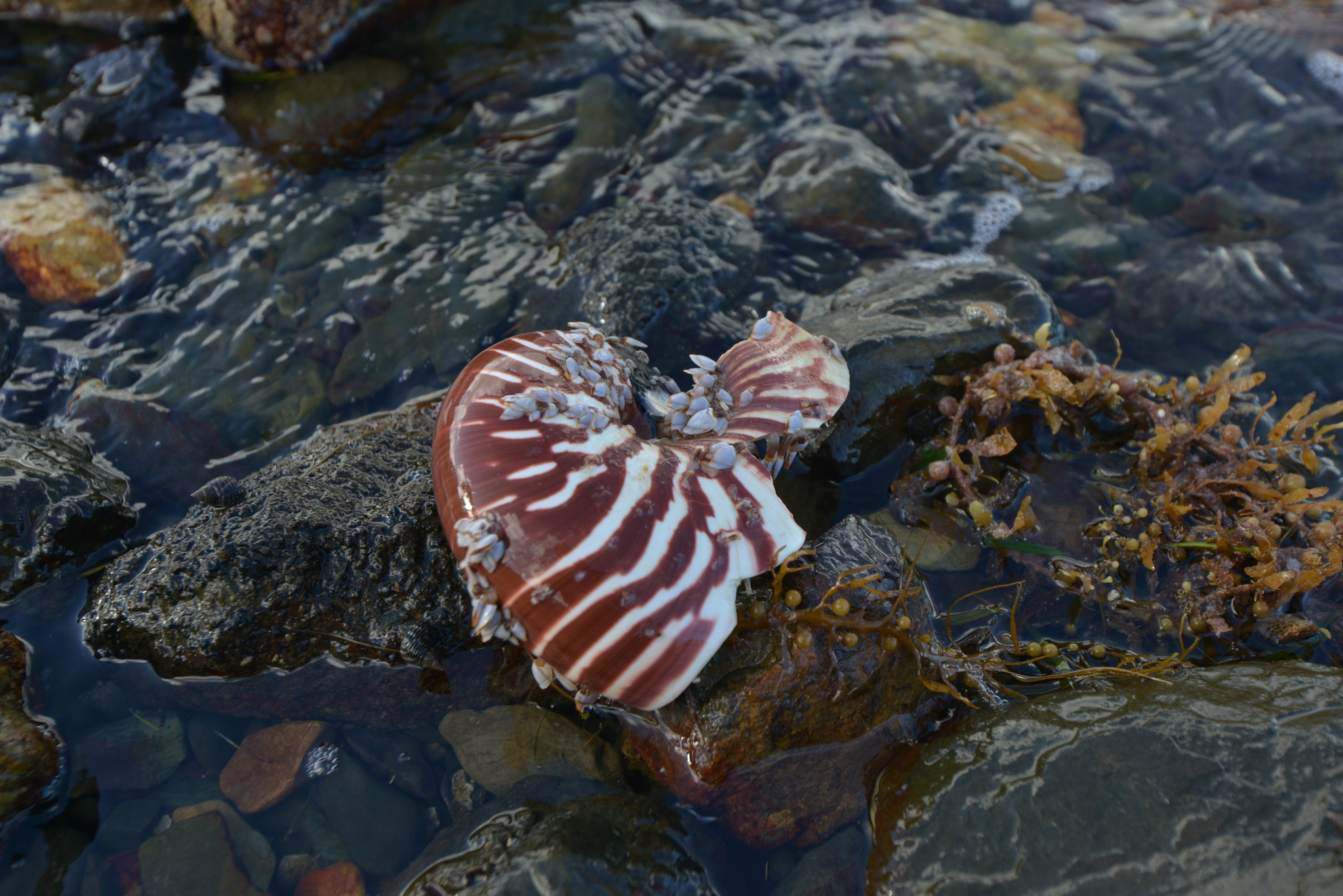 Nautilus Linnaeus, 1758