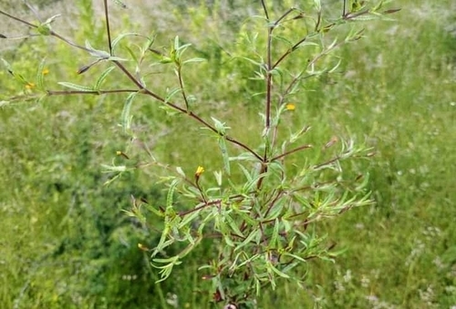 Pectis uniaristata · iNaturalist United Kingdom