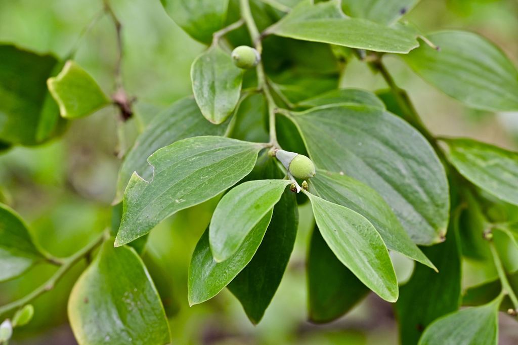 Broad Leaved Native Cherry from Clifton Beach, Cairns QLD, Australia on ...