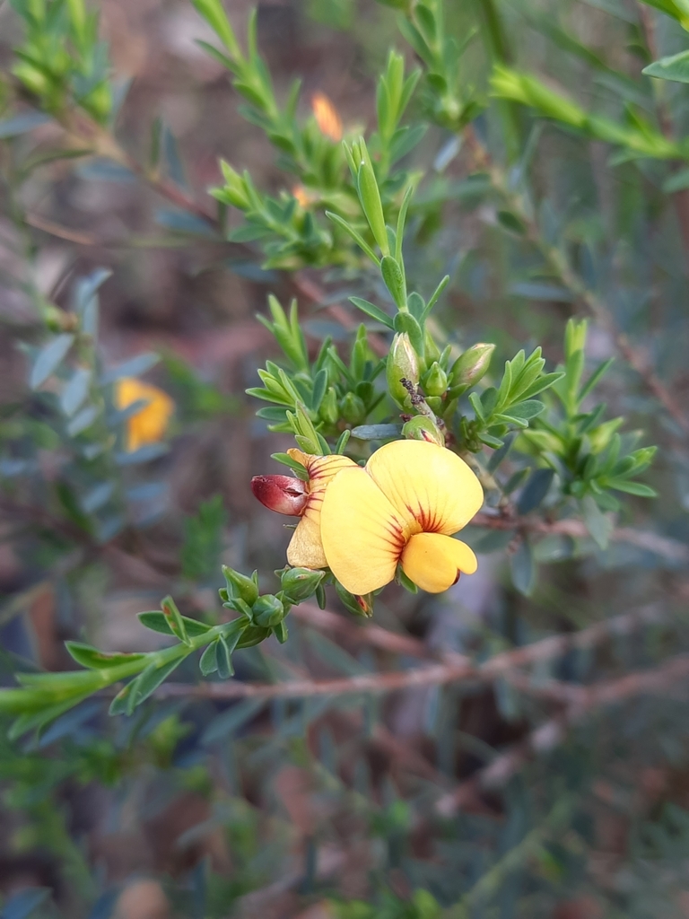 Eutaxia diffusa from Morphett Vale SA 5162, Australia on August 26 ...
