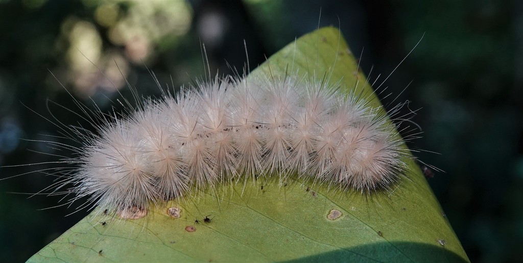 Virginian Tiger Moth from Nanaimo, BC, Canada on August 25, 2021 at 10: ...