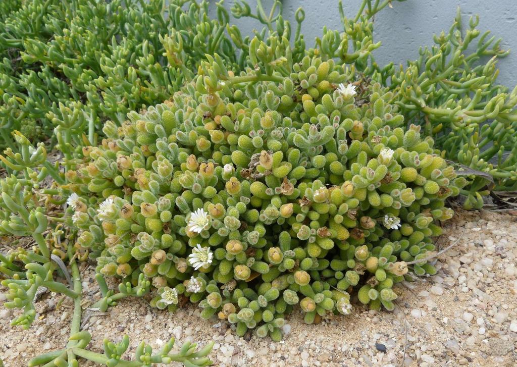 Namib Dewfig from Wlotzkasbaken on September 19, 2013 by Alex Dreyer ...
