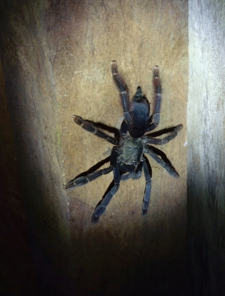 Orange Tree Spiders from Valle del Guamuez, CO-PU, CO on August 22 ...