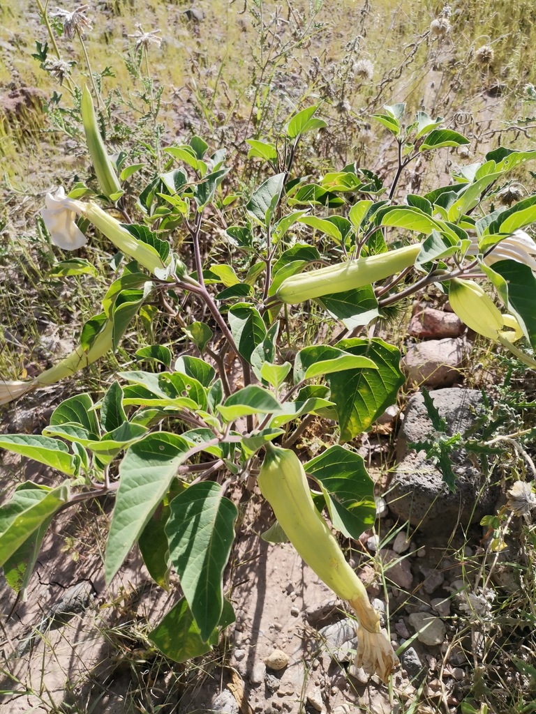 Sacred Datura from Rosales, Chihuahua, Mexico on August 25, 2021 at 04: ...