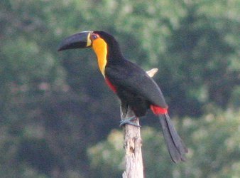 Ariel Toucan (Ramphastos vitellinus ariel) - Avian Discovery