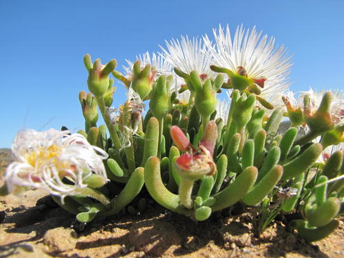 Dicrocaulon ramulosum · iNaturalist
