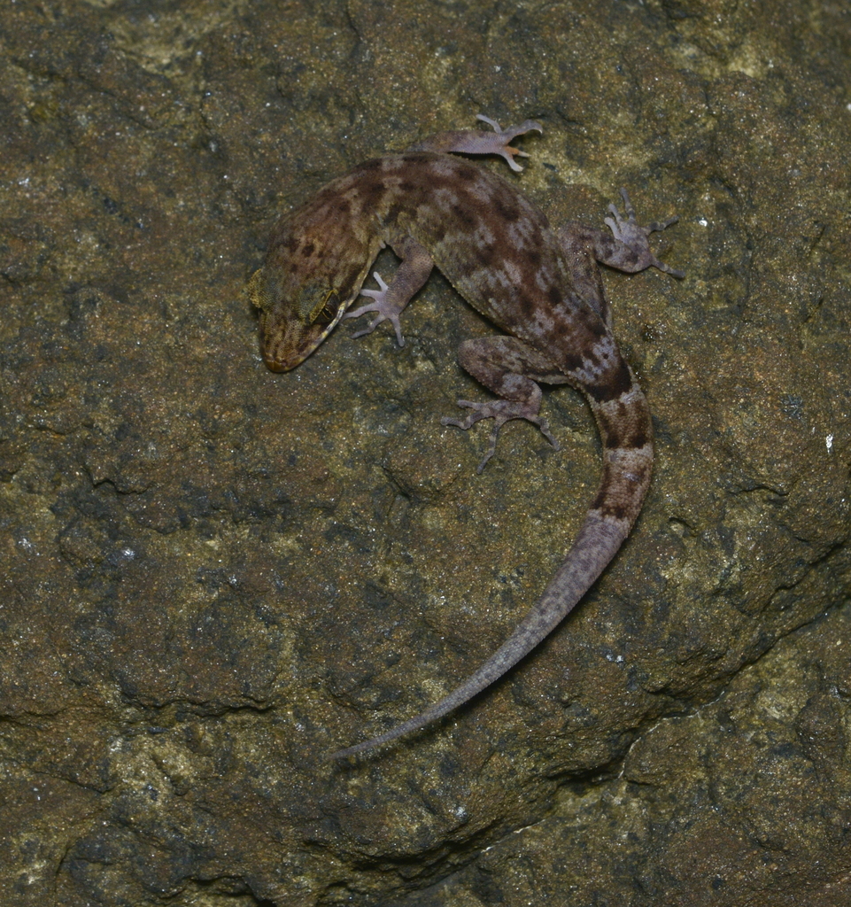 Pelagic Gecko from Thio, Nouvelle-Calédonie on June 4, 2021 at 09:49 PM ...